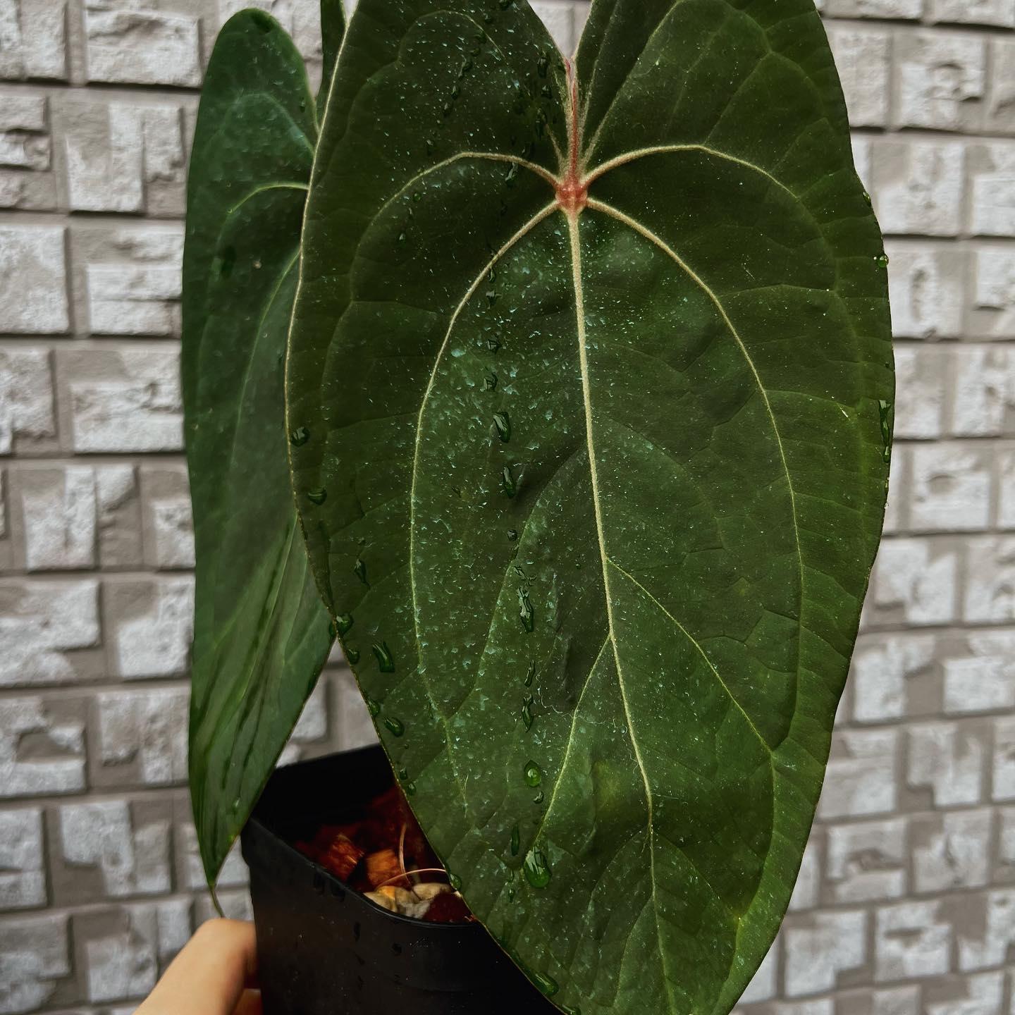 Anthurium Red Spider | PLNT